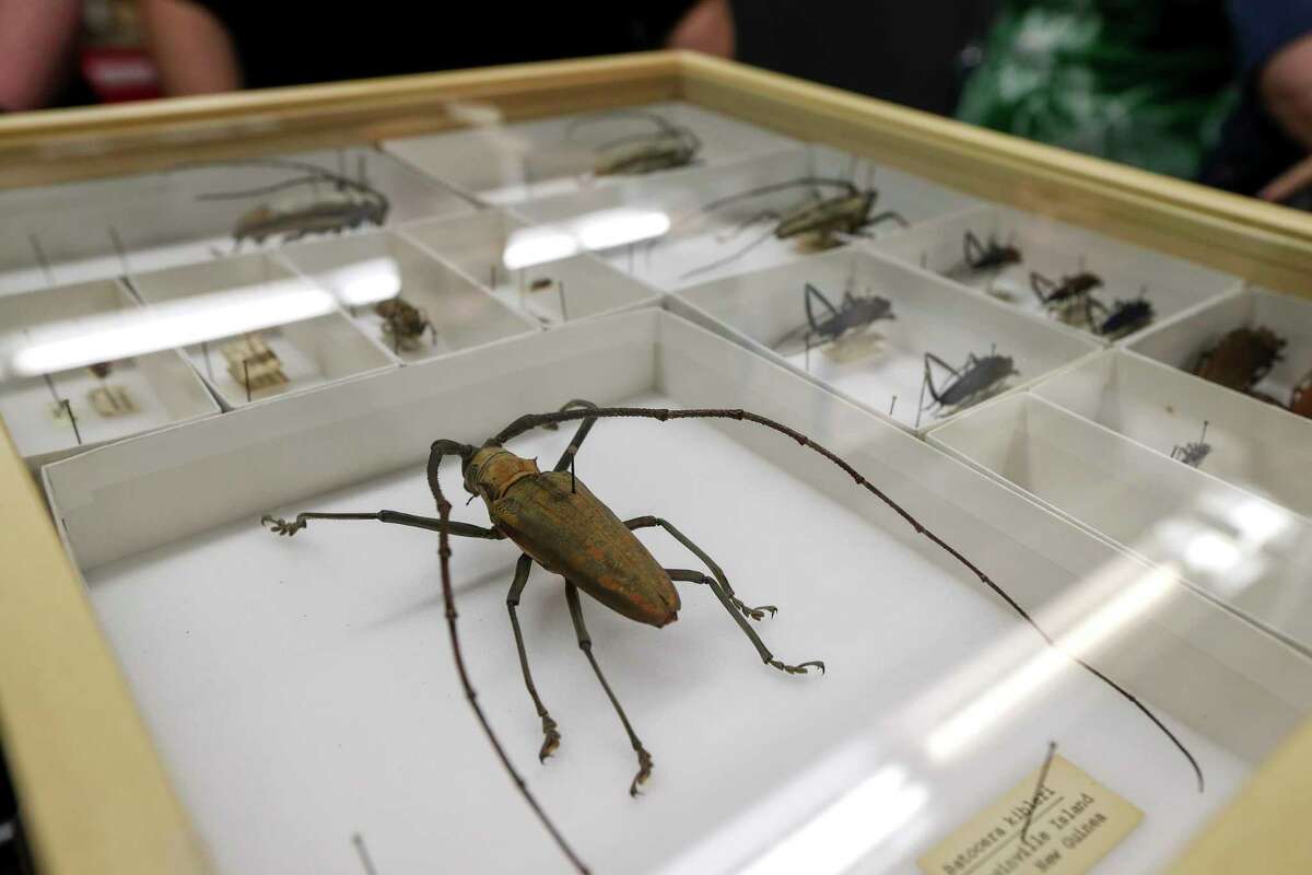 Buggiest US cities: Houston No. 4, Texas has 3 of top 5