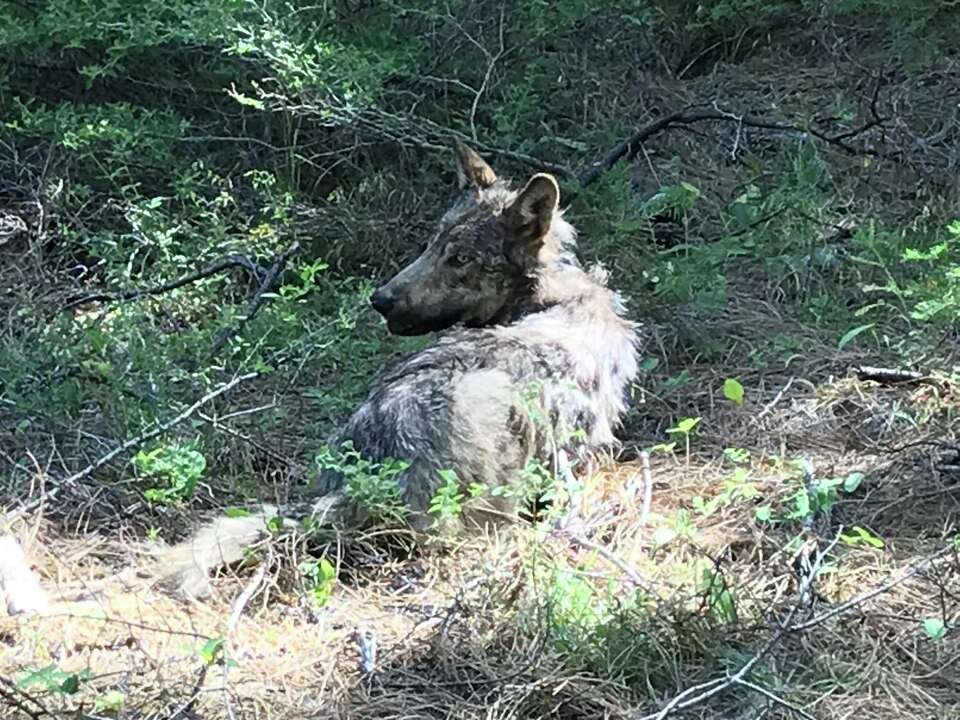 New far-flung California wolf pack surprises wildlife officials