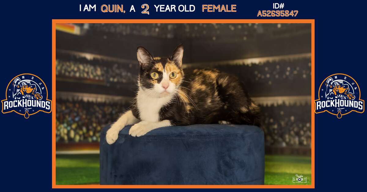 Want to adopt? Check out these adoptable animals in Midland