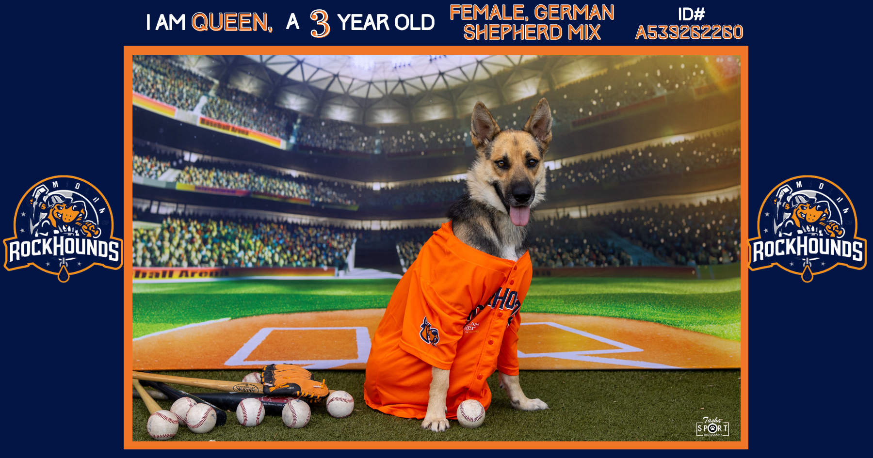 Want to adopt? Check out these adoptable animals in Midland