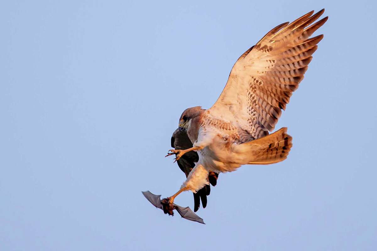 Some surprising things are feasting on the bats at Bracken Cave