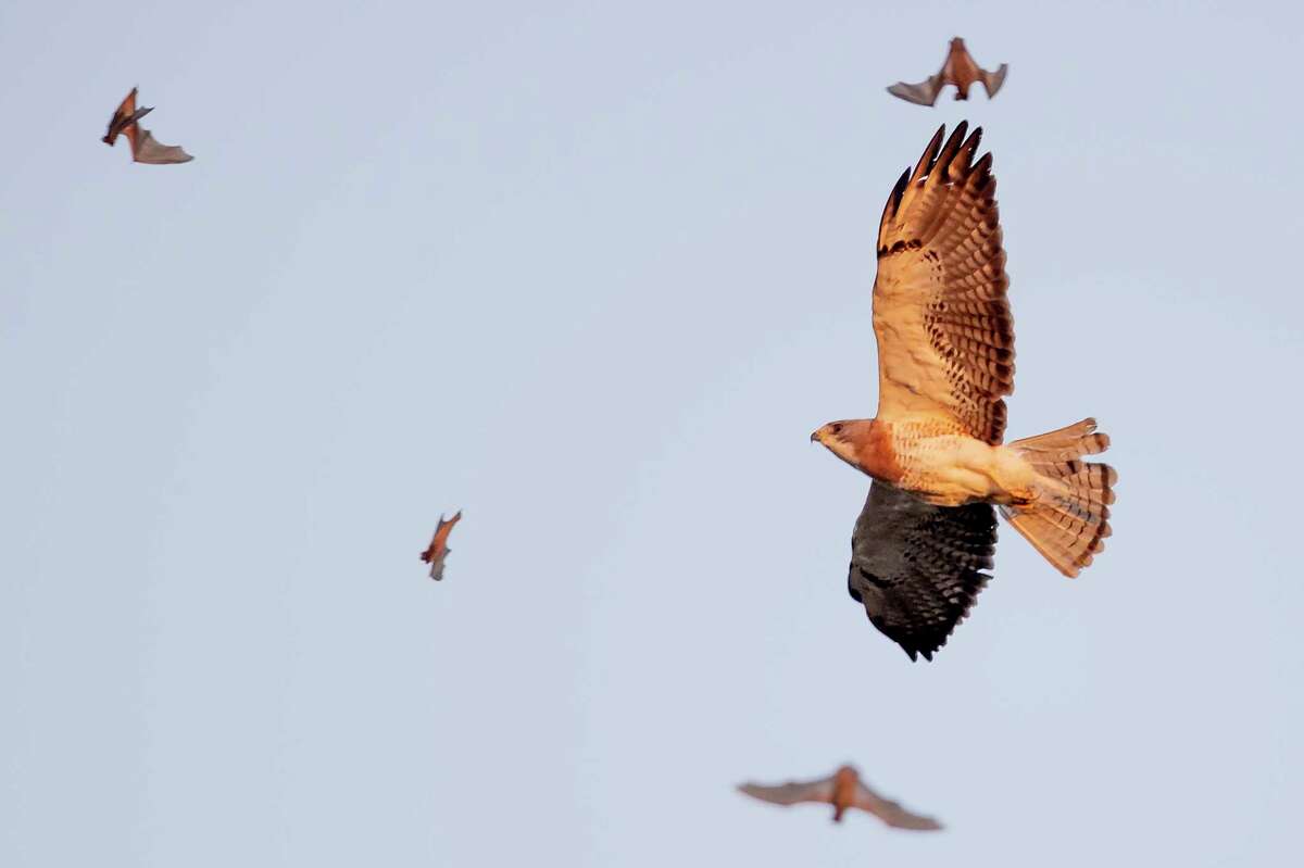 Some surprising things are feasting on the bats at Bracken Cave