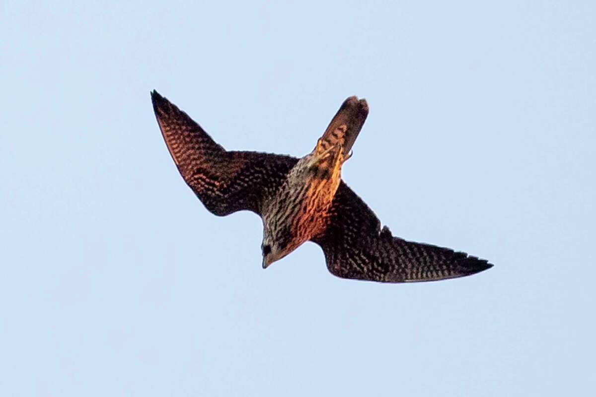 Some surprising things are feasting on the bats at Bracken Cave