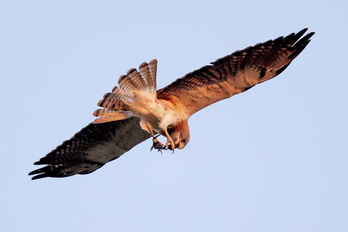 Some surprising things are feasting on the bats at Bracken Cave