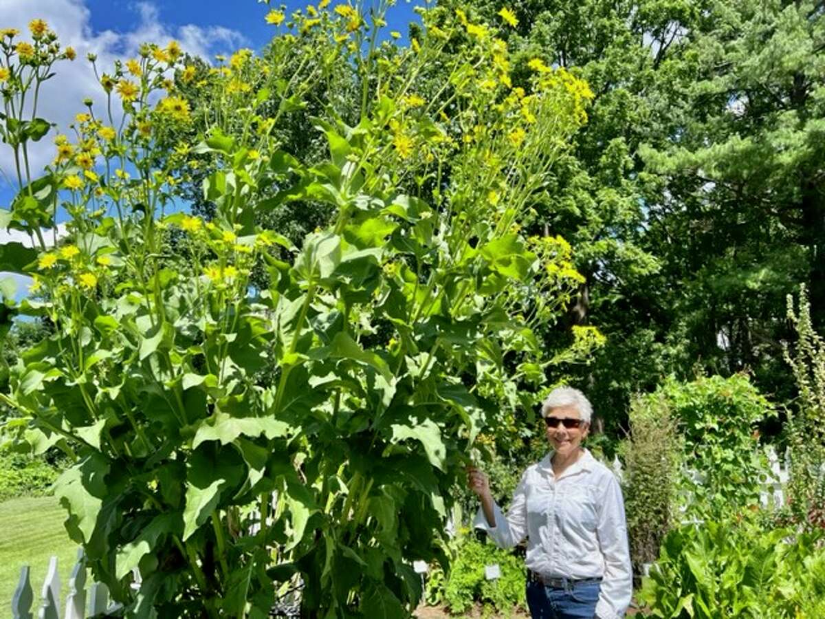 Rebecca Langer's devotion to Shaker herb garden