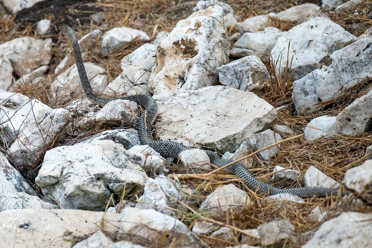 Some surprising things are feasting on the bats at Bracken Cave