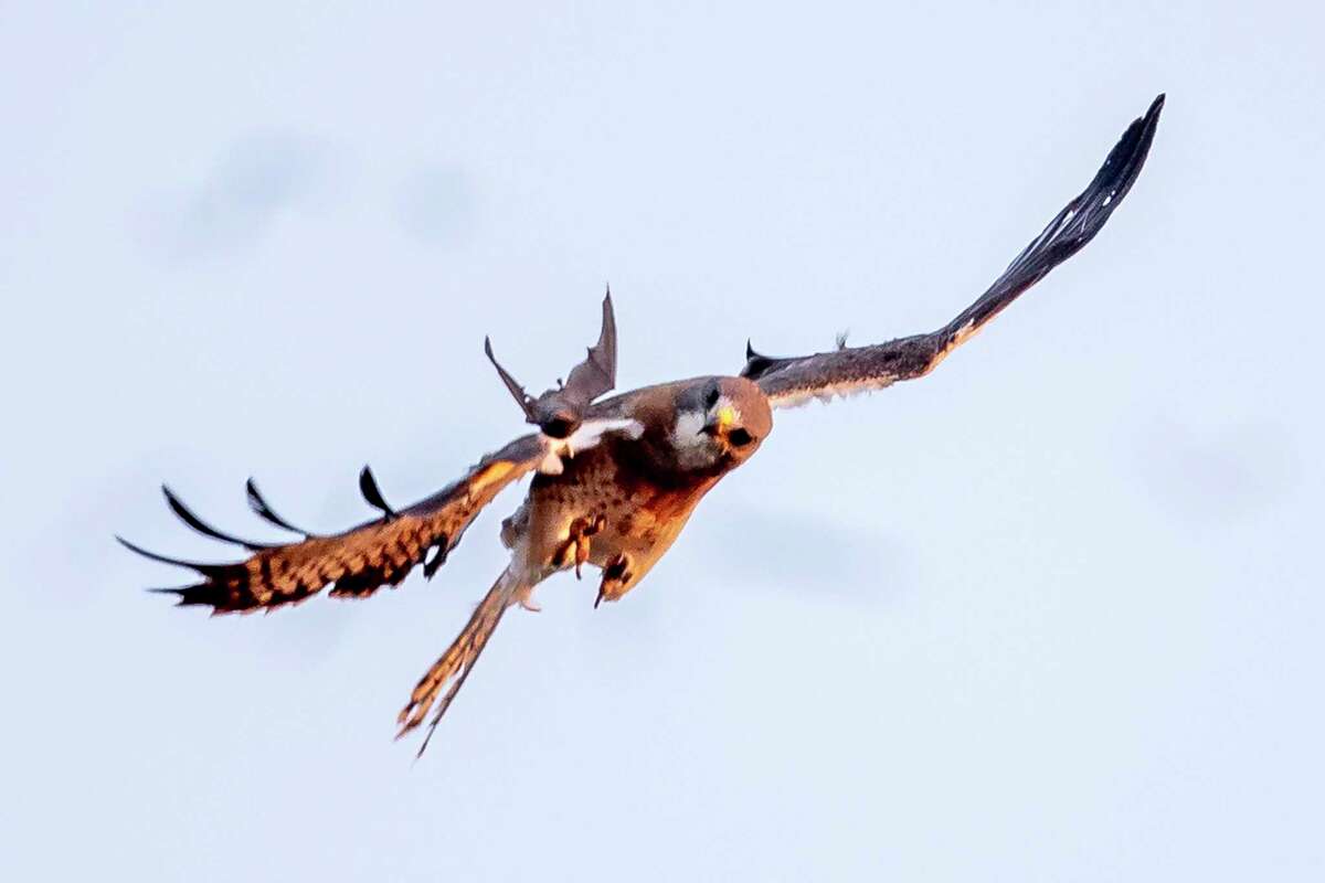 Some surprising things are feasting on the bats at Bracken Cave