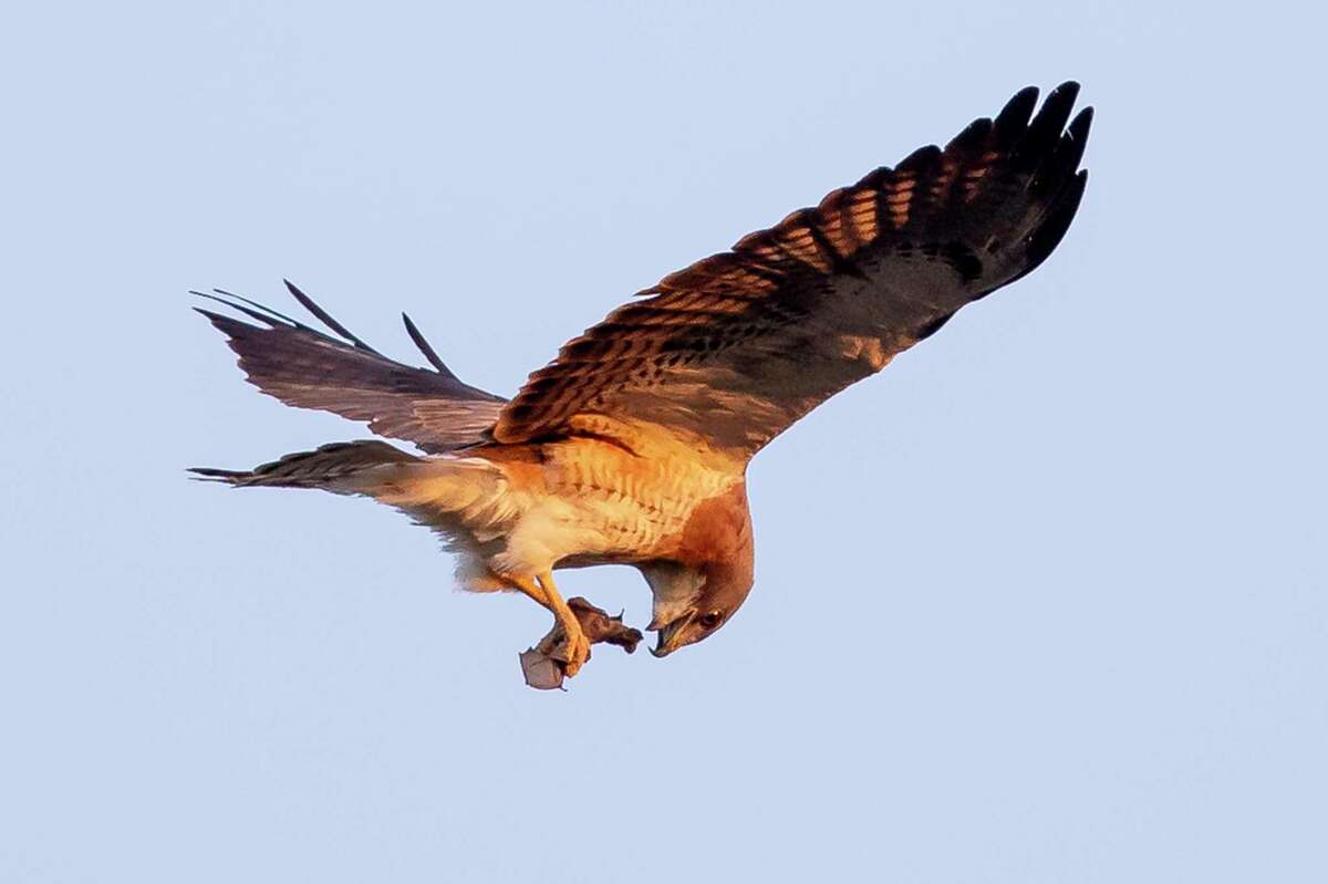 Some surprising things are feasting on the bats at Bracken Cave