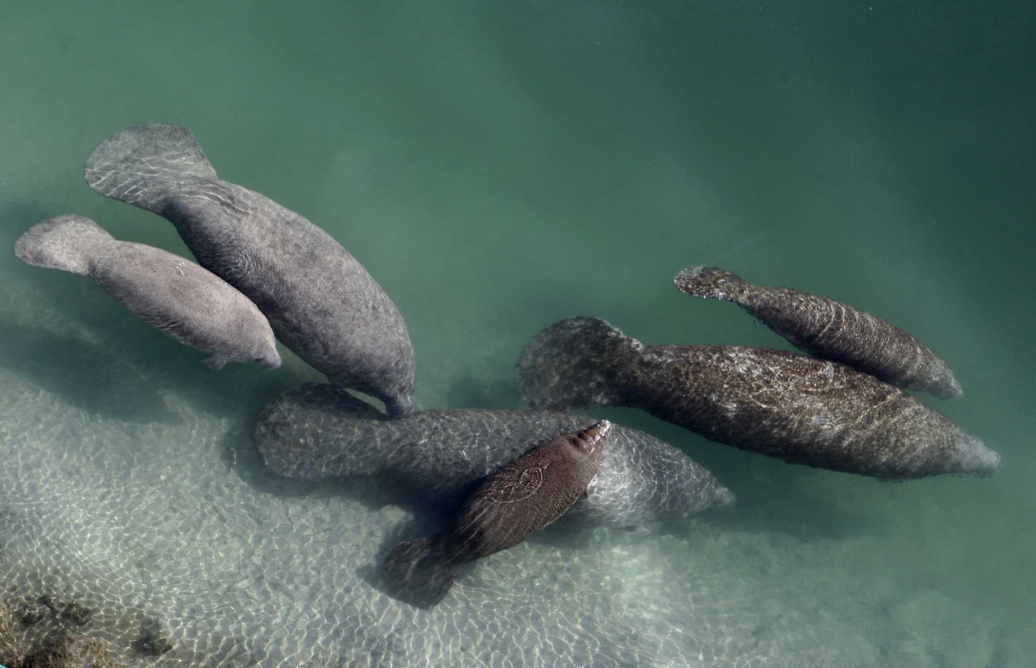 Manatee spotted along the Texas Coast, here's where to find more