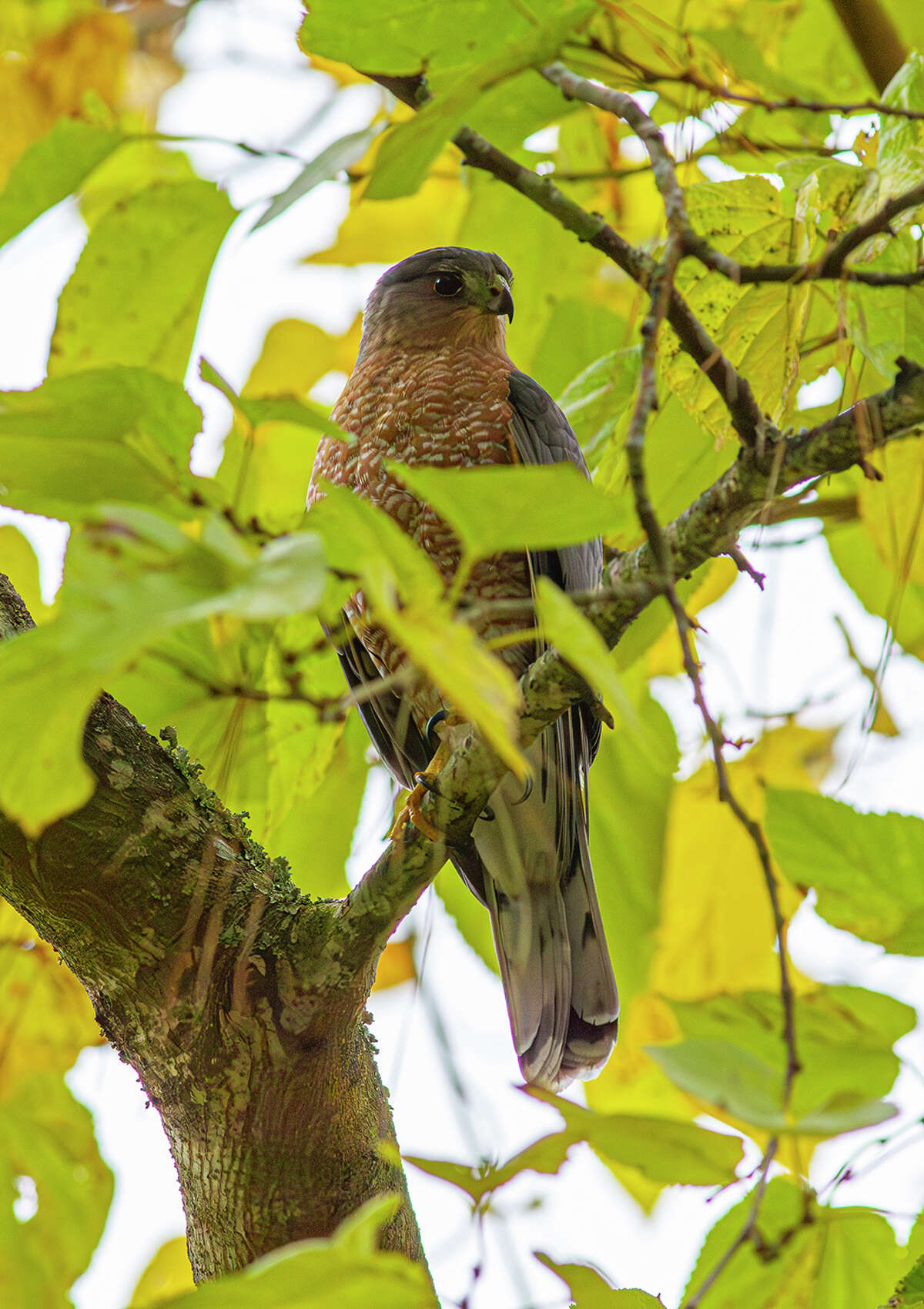 Here's how to tell a sharp-shinned hawk from a Cooper’s hawk