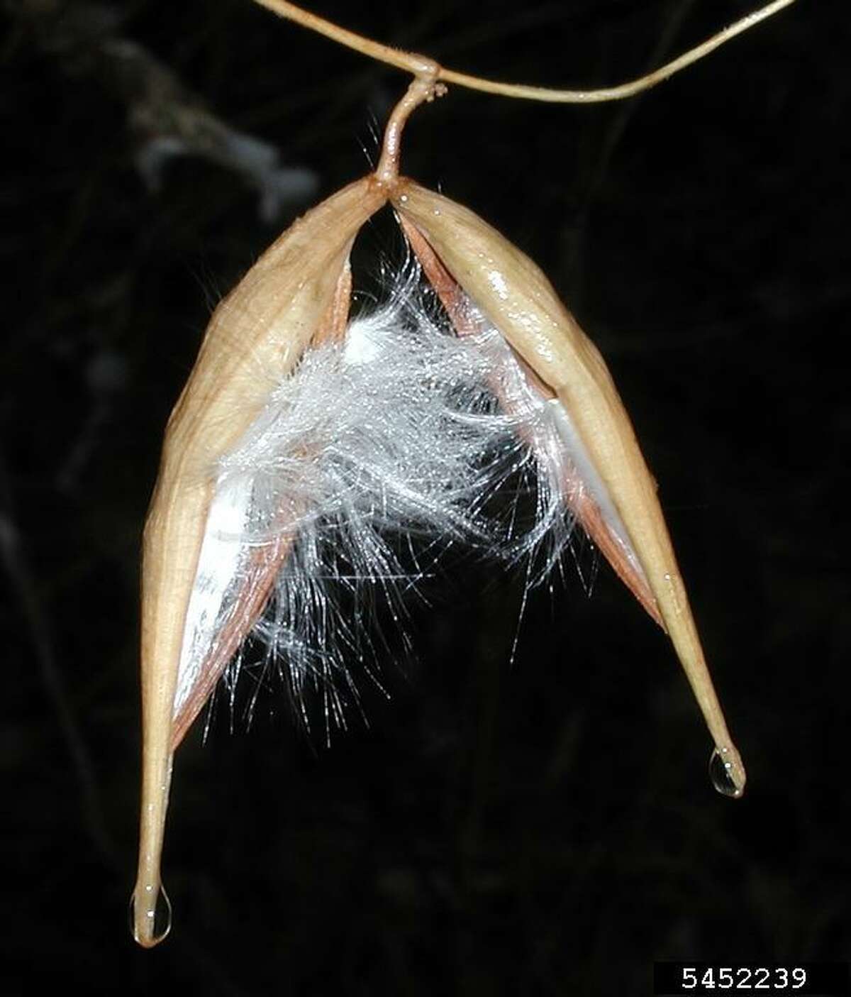 Black swallow-wort plant found in Mecosta County Michigan