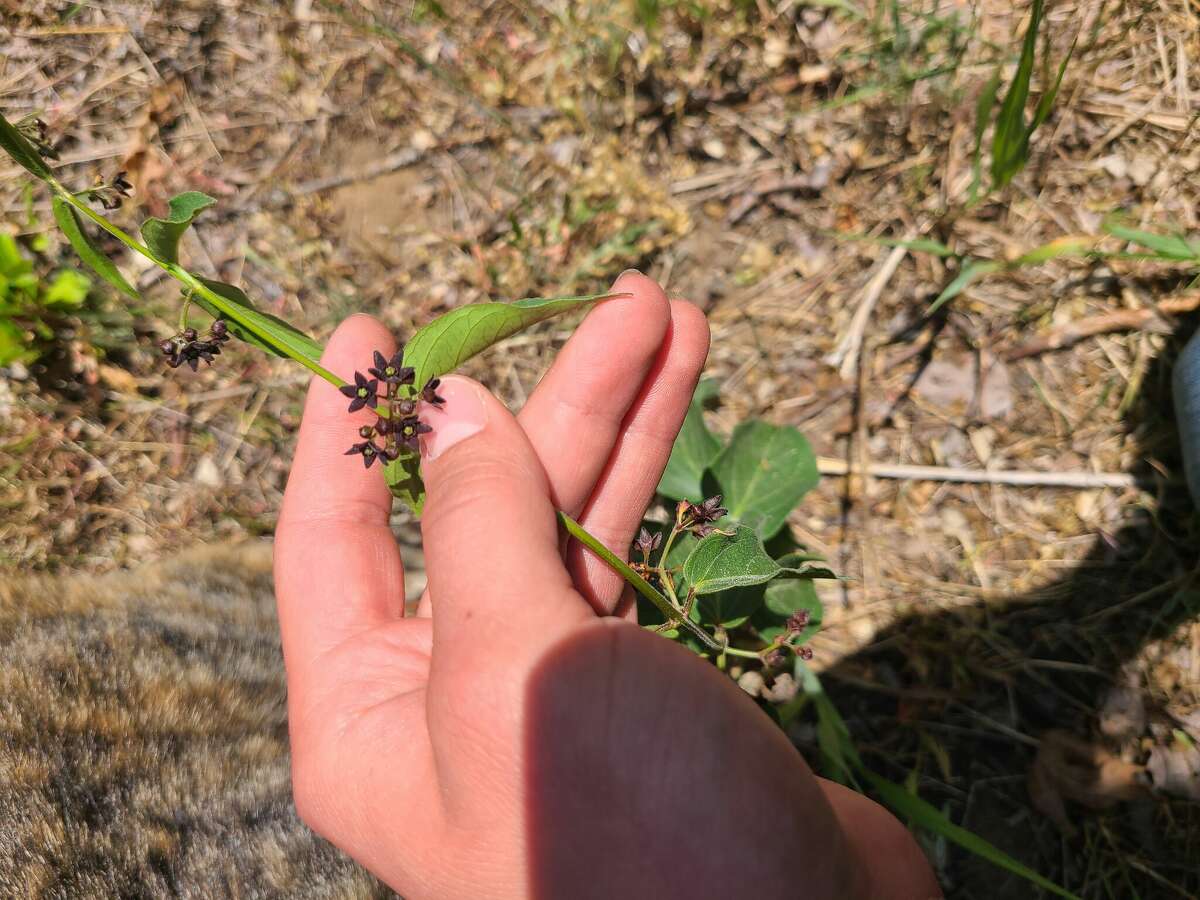 Black swallow-wort plant found in Mecosta County Michigan