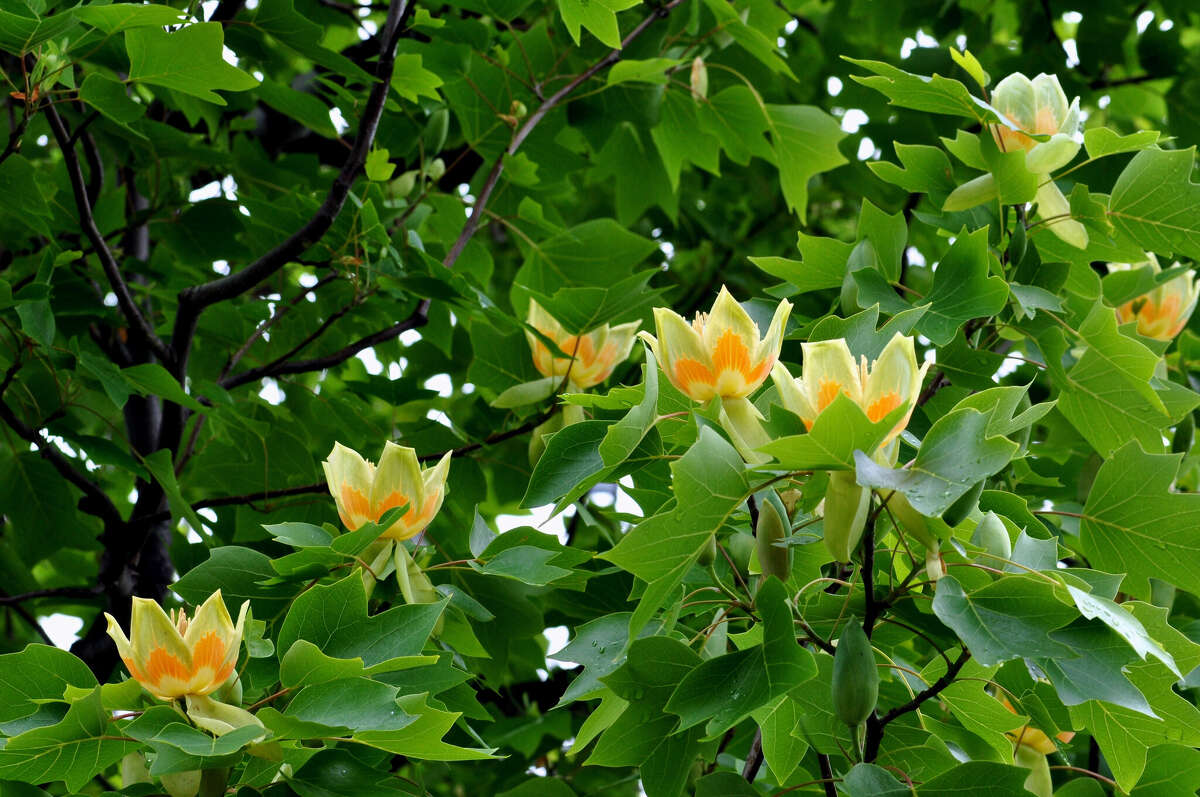 Liriodendron Tulipifera Flower