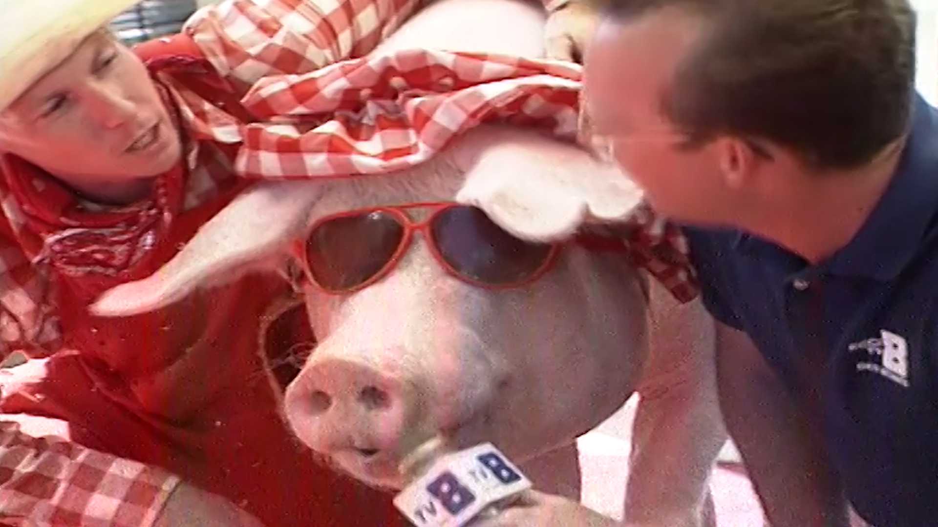 Amazing! Oink the singing pig amazes crowd at Iowa State Fair with ...