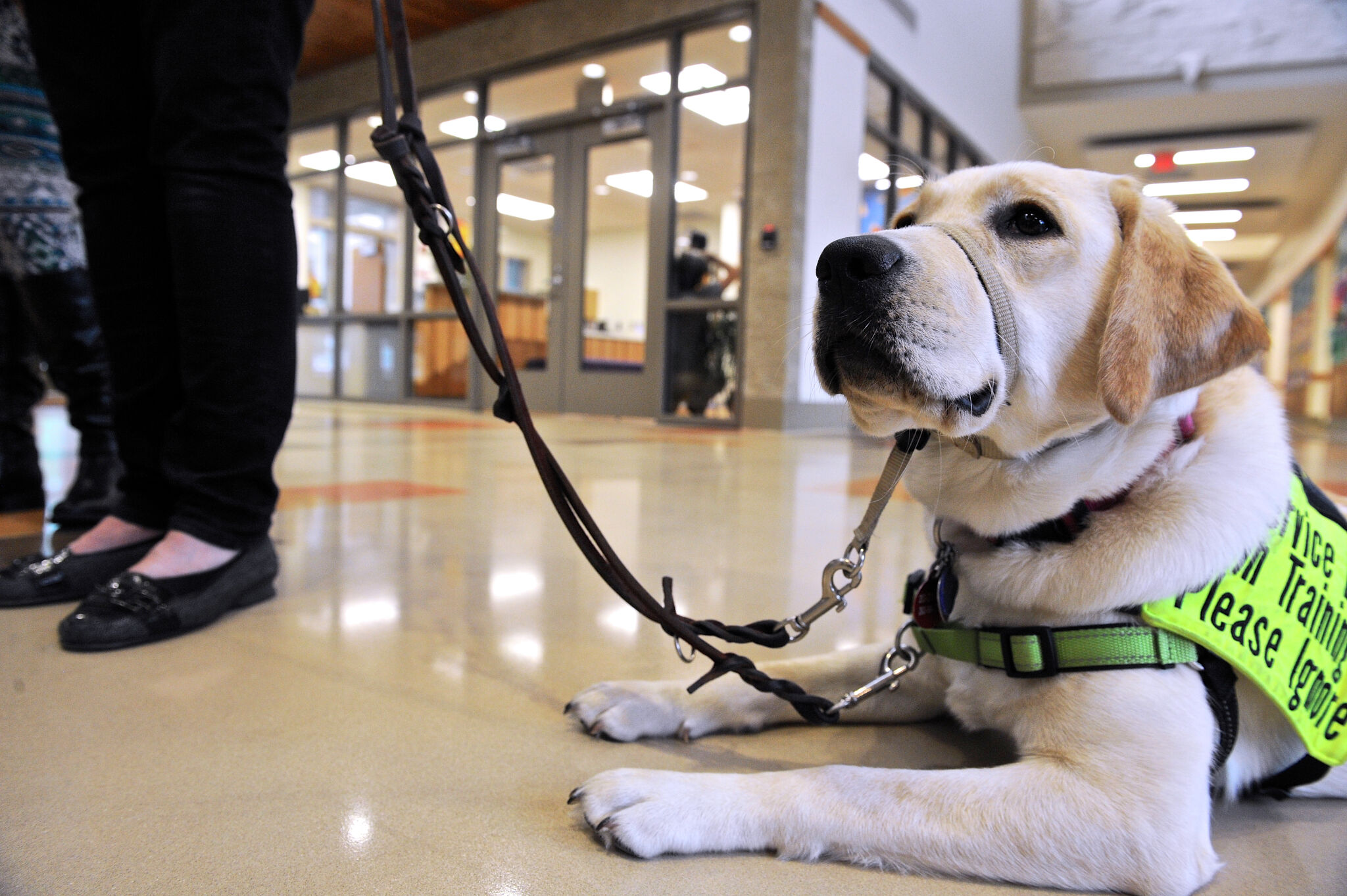 Milford school board to consider service dogs in schools