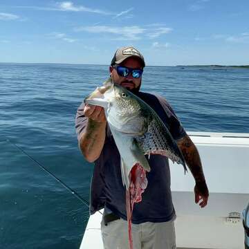 5 shark species that live in the Long Island Sound off Connecticut