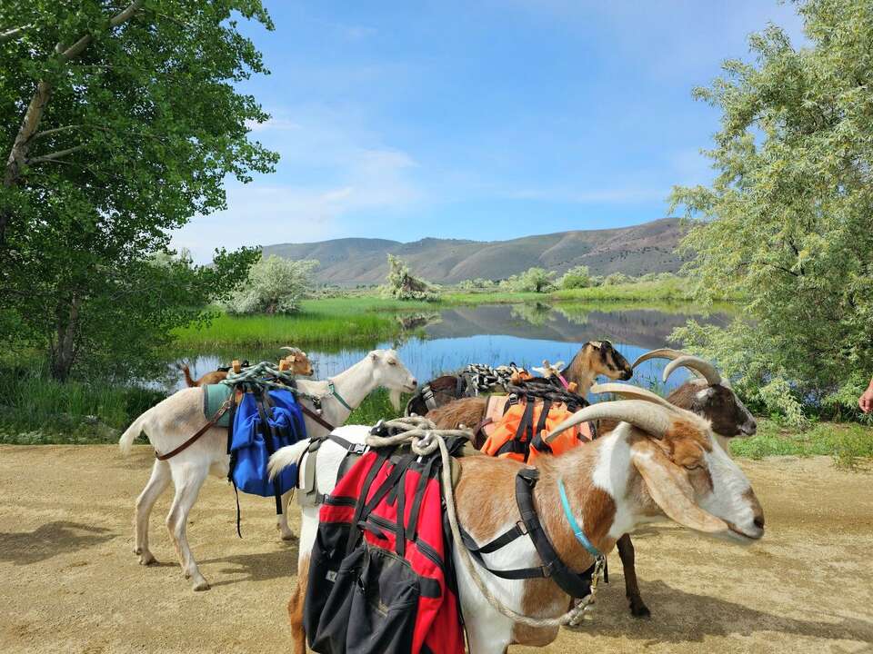 Hiking with goats—miles of fun, no heavy lifting required