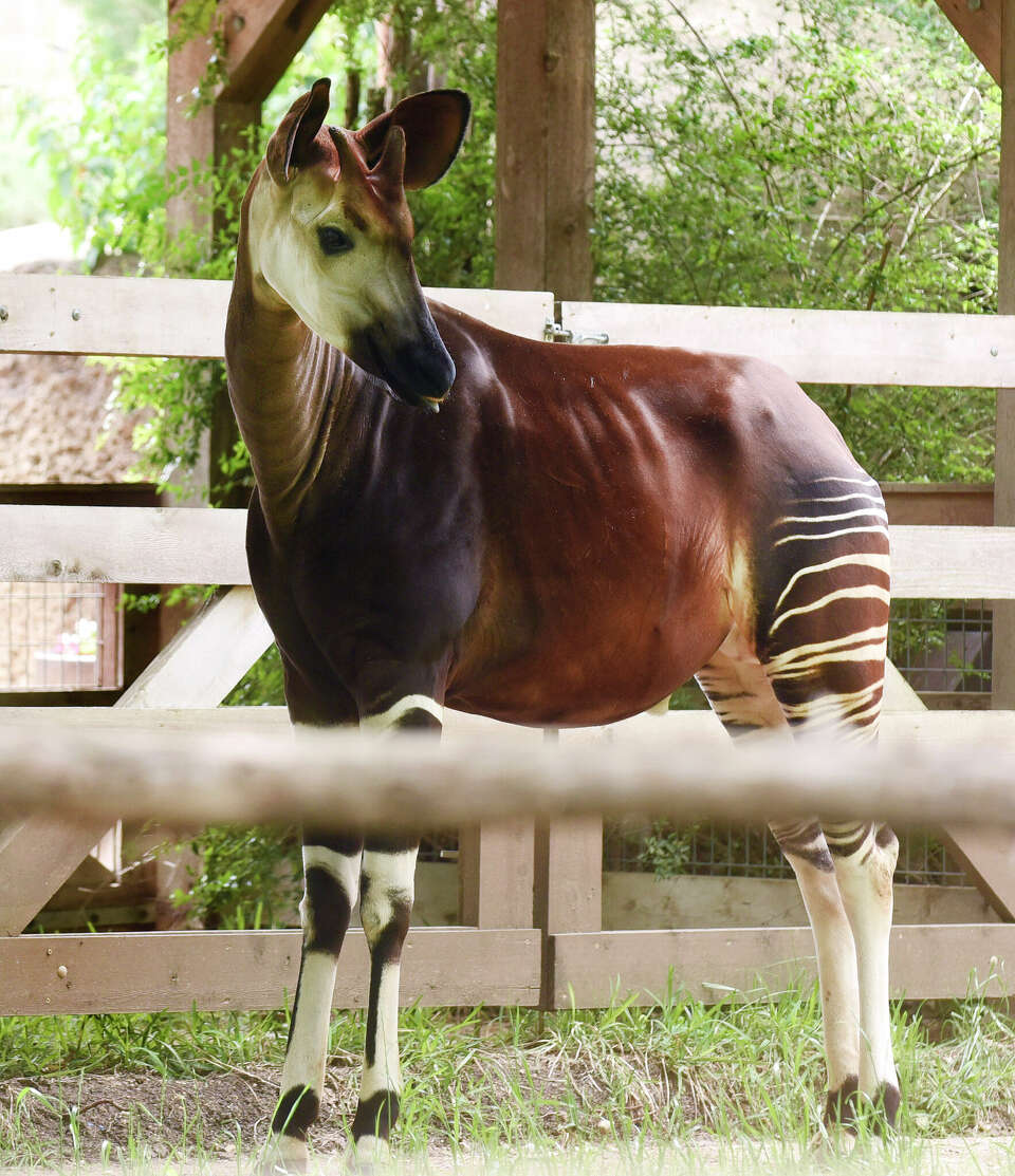 San Antonio Zoo announces pregnancy of endangered okapi
