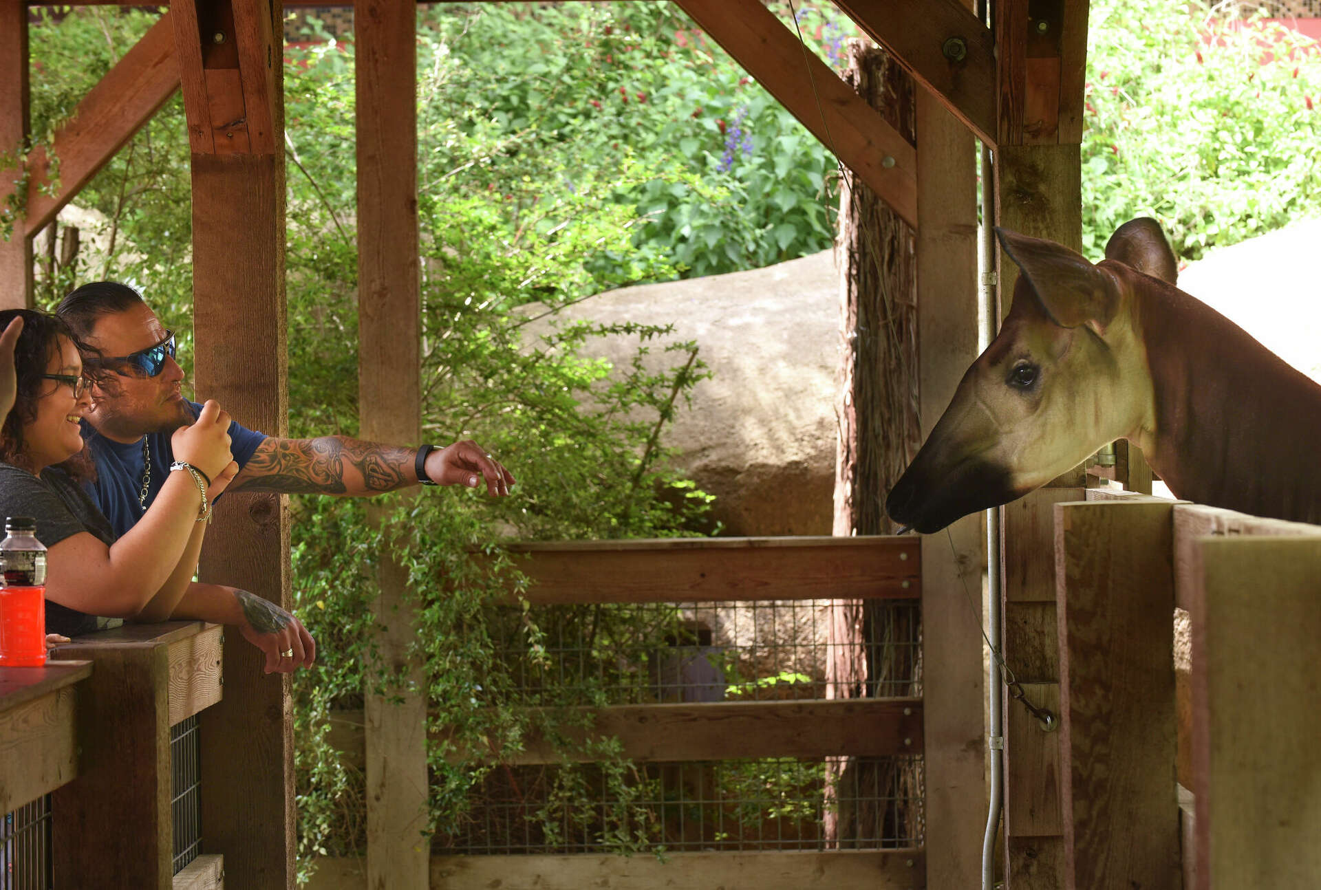 San Antonio Zoo announces pregnancy of endangered okapi