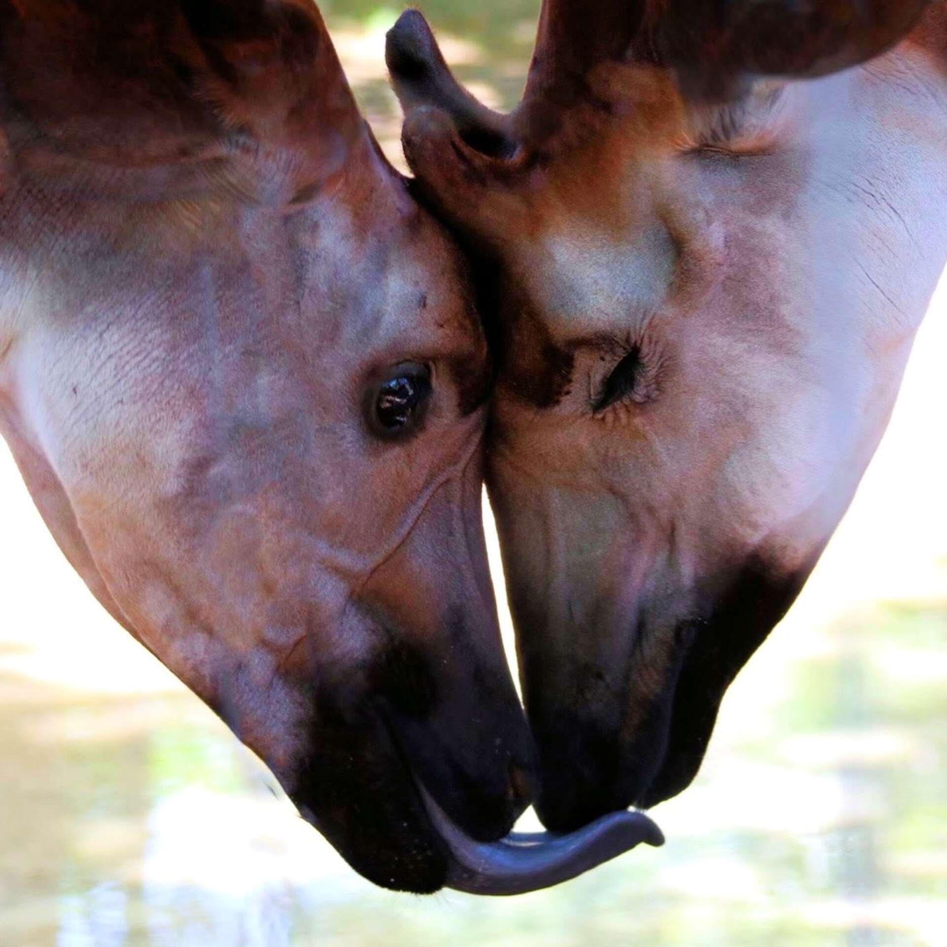 San Antonio Zoo announces pregnancy of endangered okapi