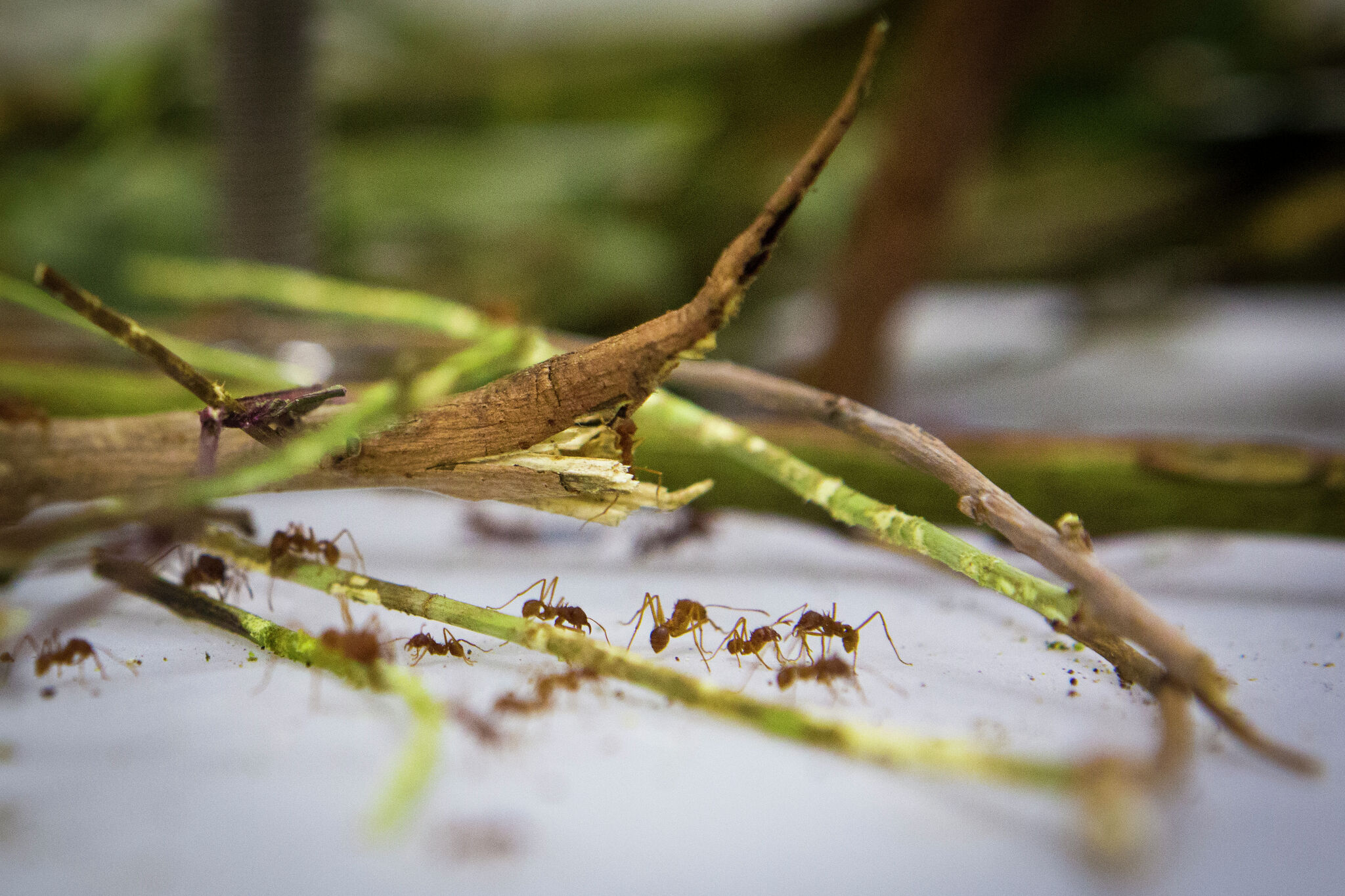 Texas Leafcutting ants can pose problems to trees, shrubs and roads