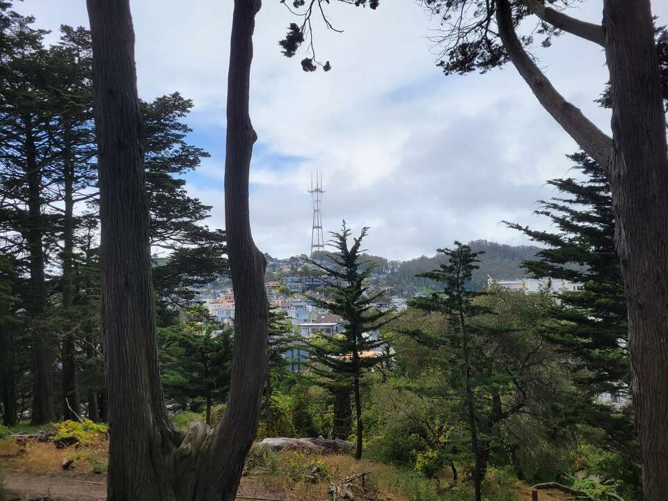 Insider's guide to Buena Vista Park, a SF urban oasis
