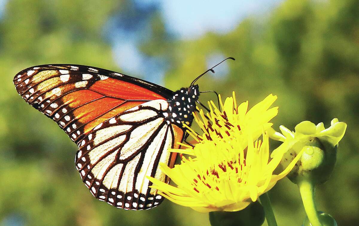 Butterfly Eating Nectar