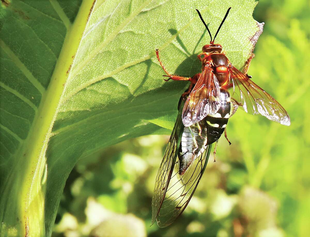 Life on the prairie: The birds, the bees, the butterflies