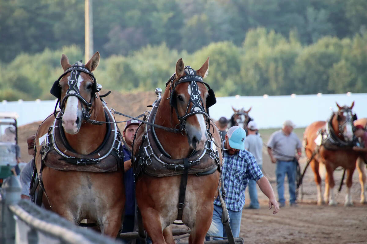 Horses pull into the Midland County Fair