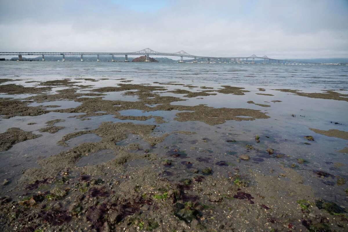 Fish-killing toxic algae bloom has left San Francisco Bay for now