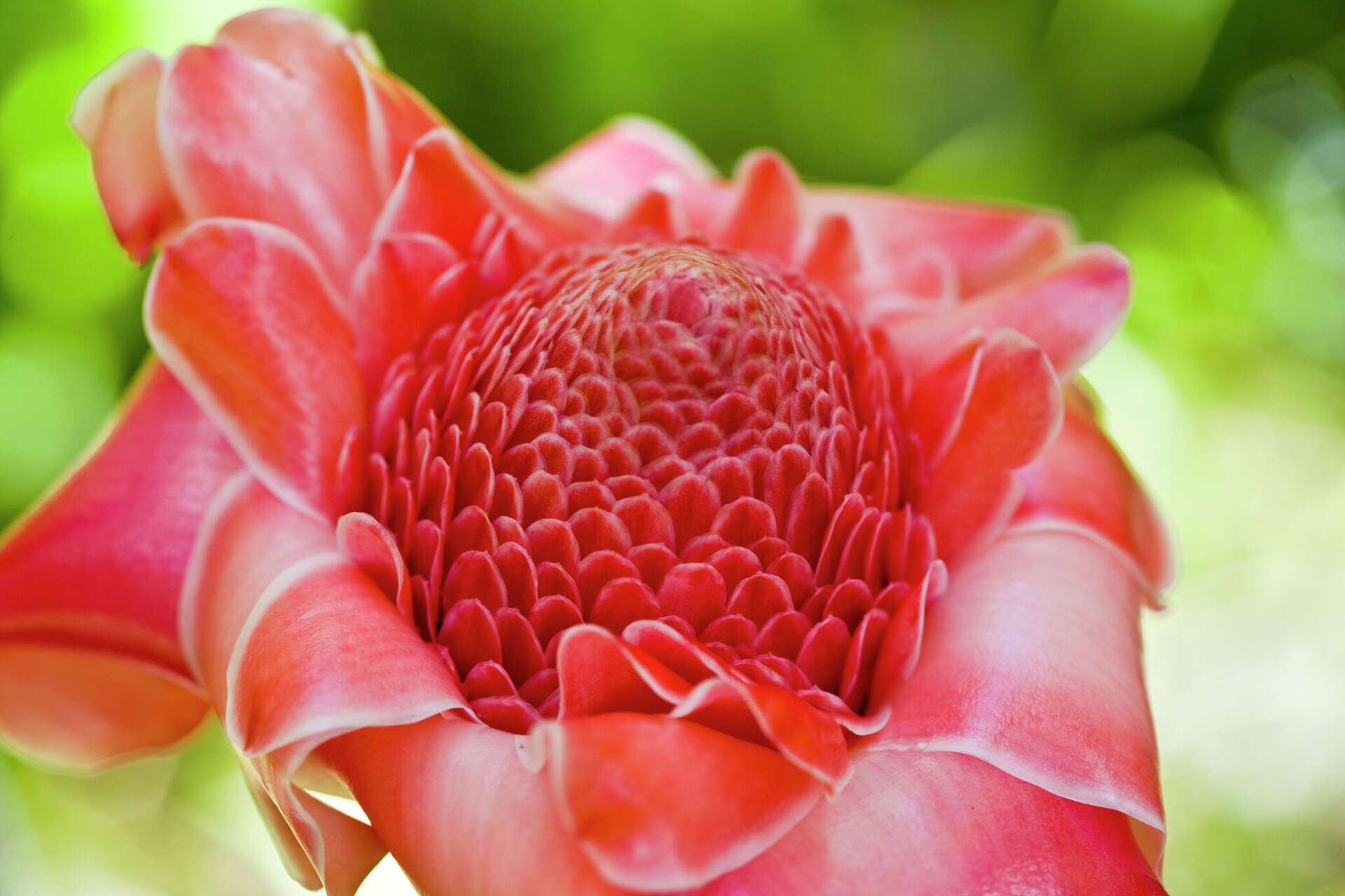 How to Care for and Grow Awapuhi (Shampoo Ginger Lily)