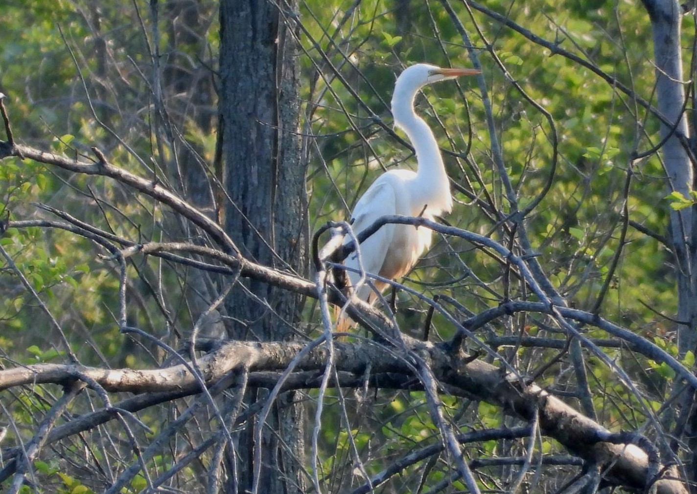 The great egret nests in southern Michigan and the southern states