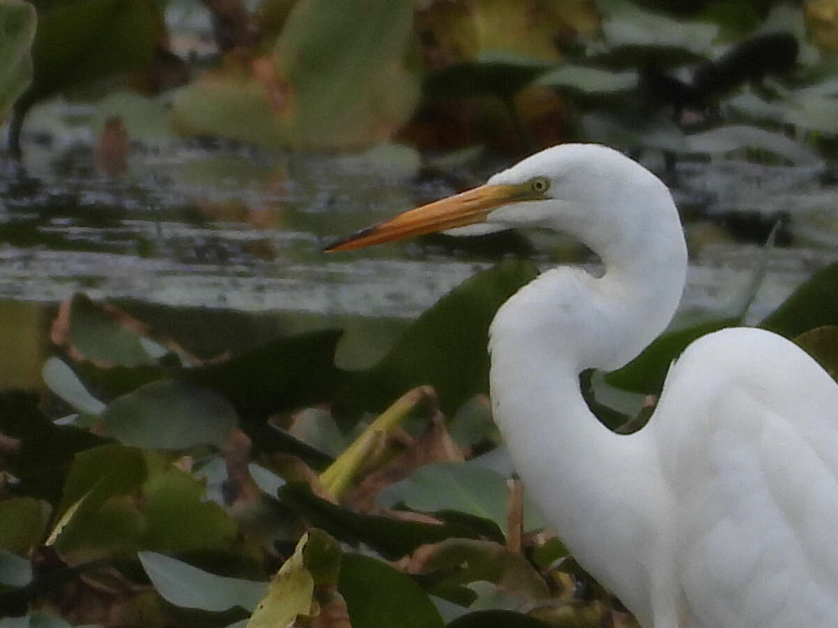 The great egret nests in southern Michigan and the southern states