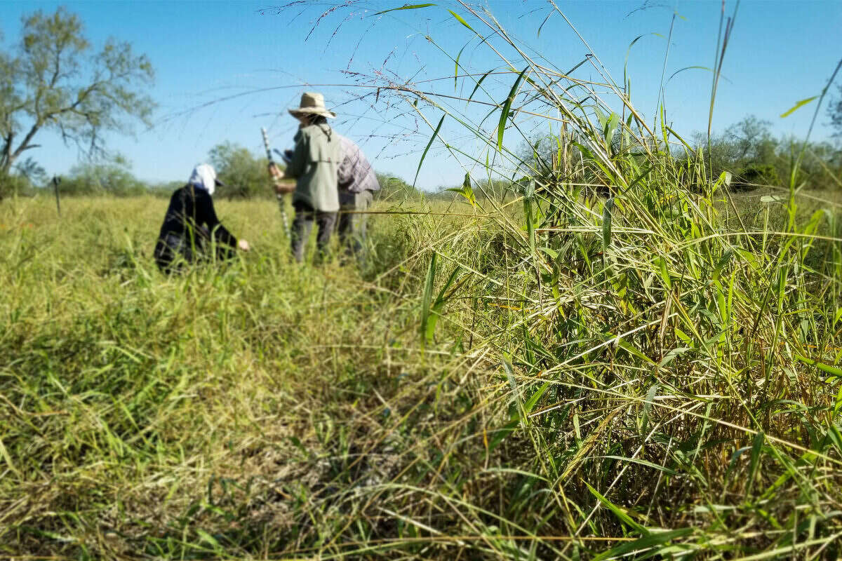 Texas researchers seek flies to tame grass tied to Maui wildfires