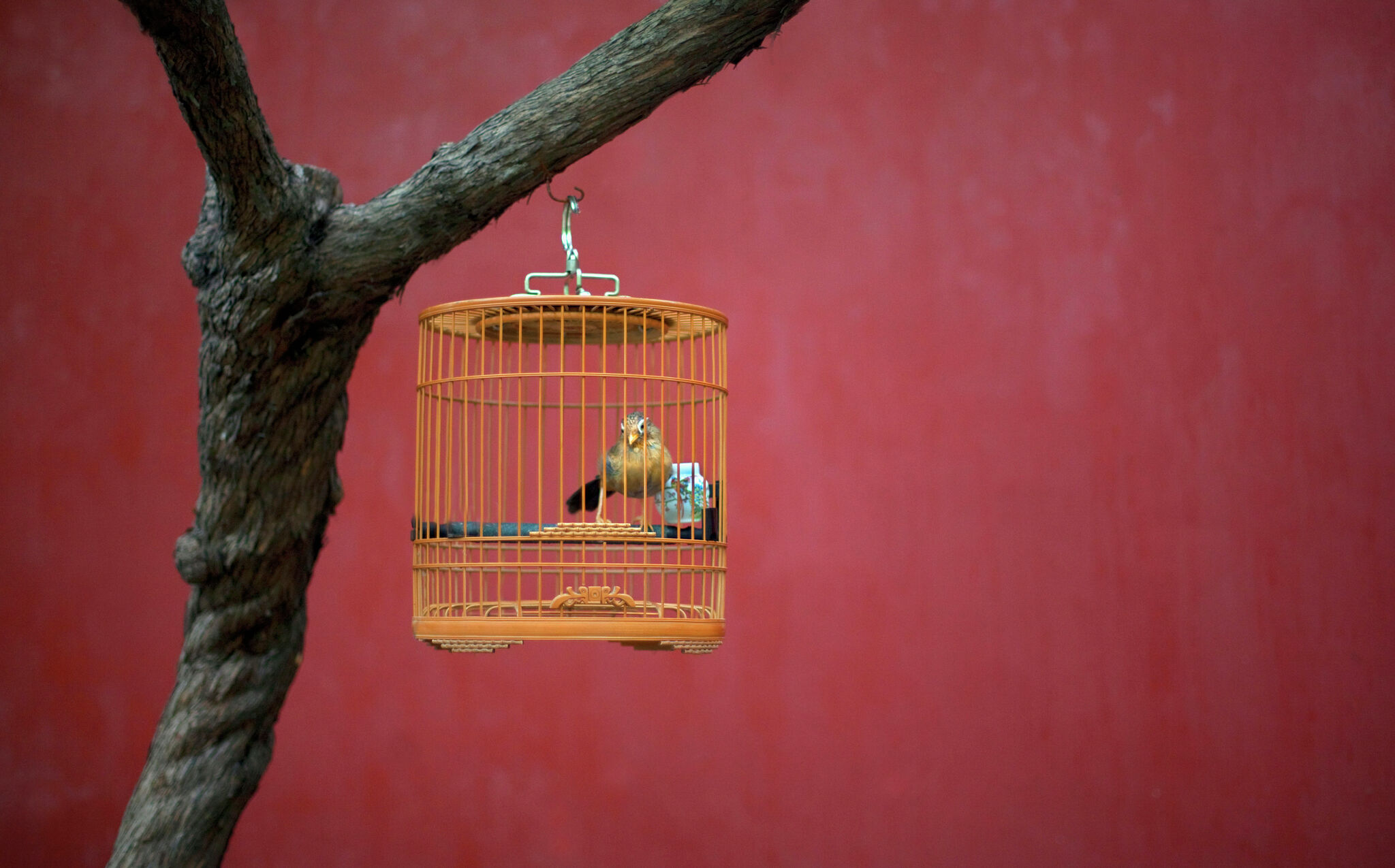 Jo Page: The women who are gilding their own cages