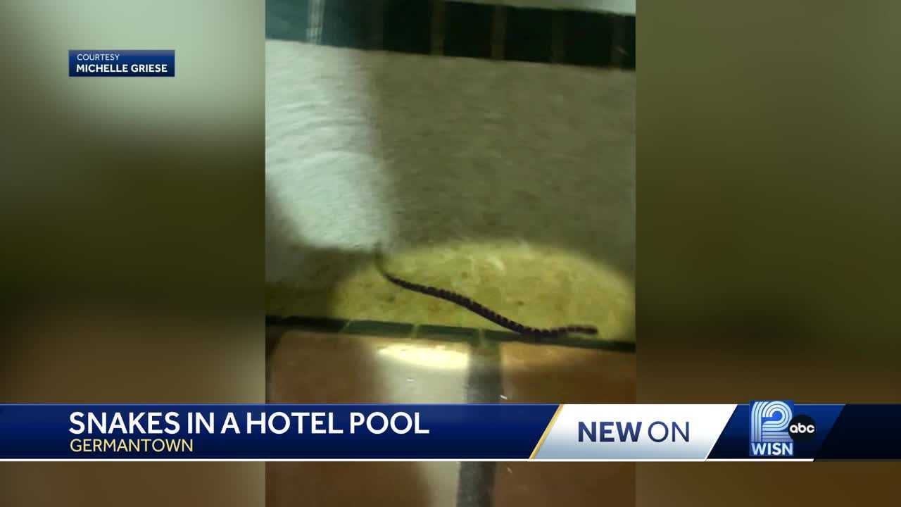 WATCH: Hotel guests stunned to discover snakes in pool and hot tub
