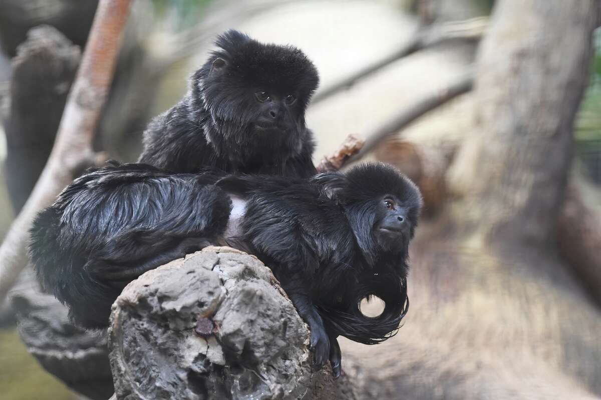 Officials ID reason exotic monkeys suddenly died at CT Beardsley Zoo