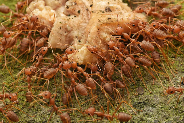 Fire ants are in season in Houston. How to protect your yard.