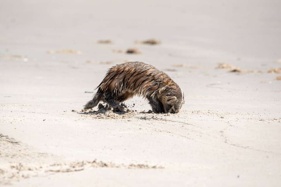 Elusive Texas creature is spotted having a rare beach day