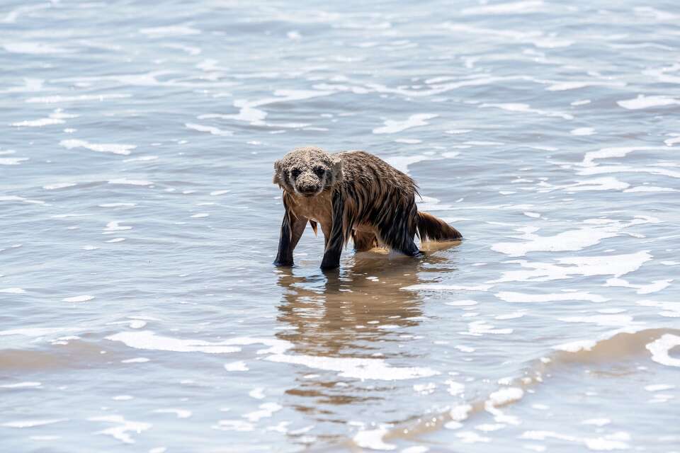 Elusive Texas creature is spotted having a rare beach day