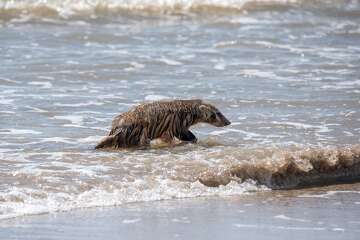 Elusive Texas creature is spotted having a rare beach day