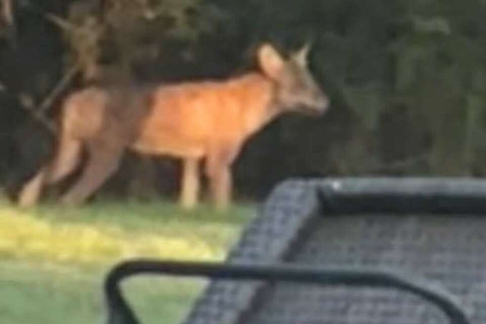 Chupacabra? Weird animal found lurking in Texas neighborhood