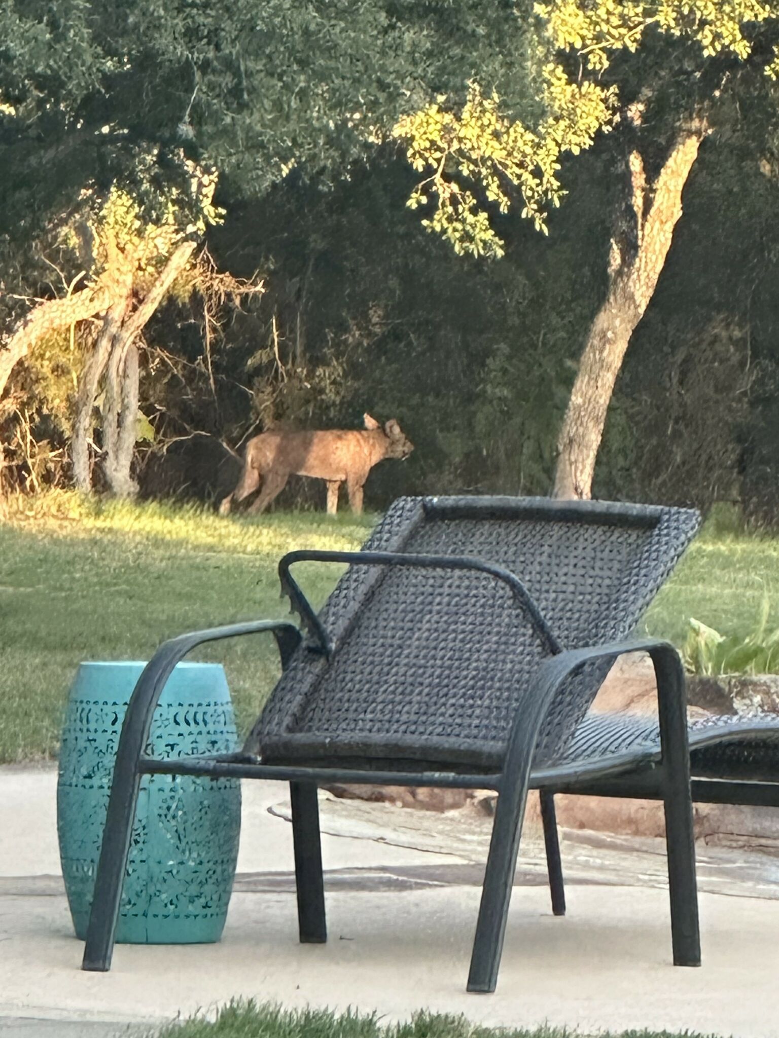 Hill Country Village resident spots mysterious animal in backyard
