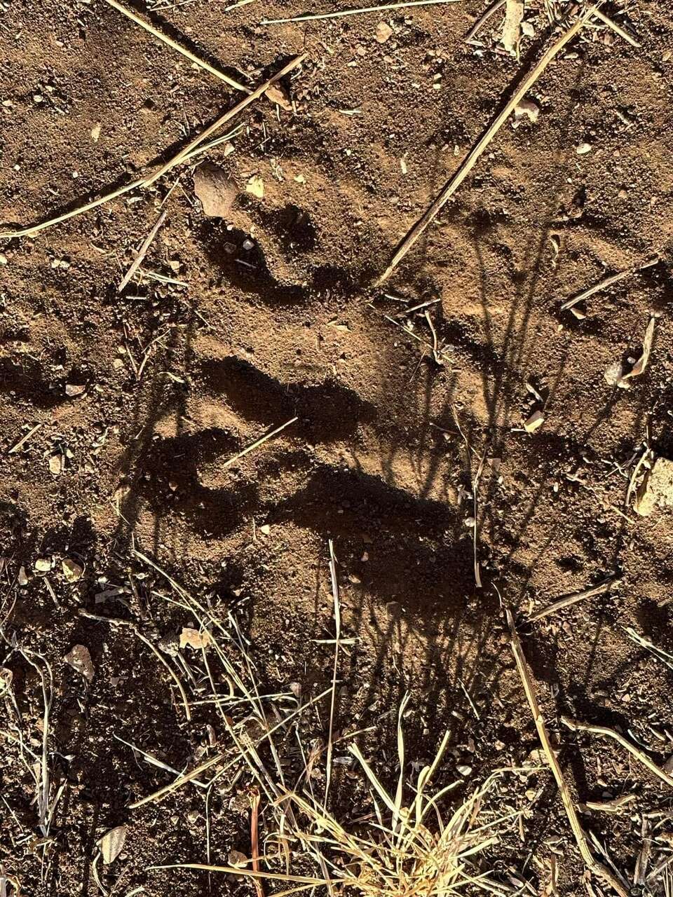 Chupacabra? Weird animal found lurking in Texas neighborhood