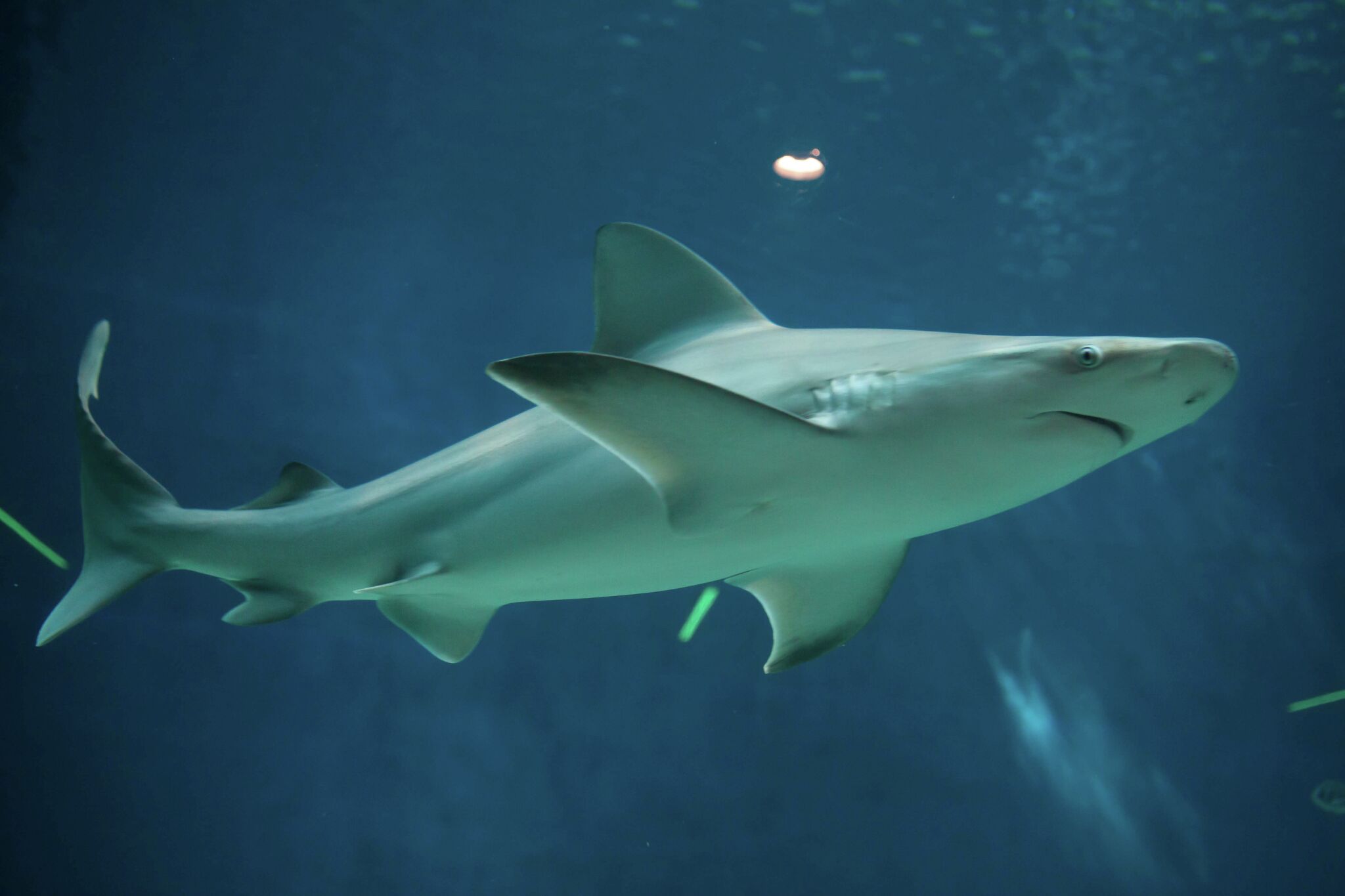 Why Sharks Are Vital To CT s And New England s Marine Ecosystems
