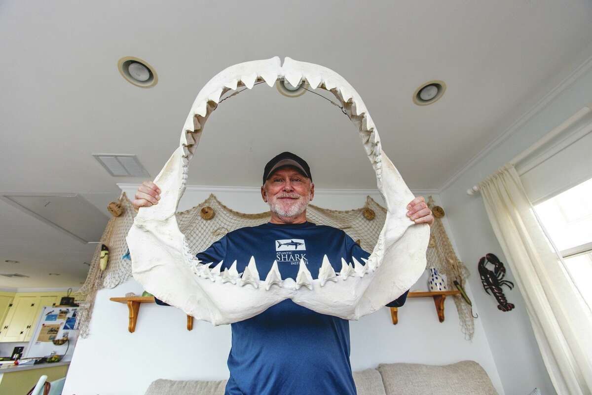 Why sharks are vital to CT's and New England's marine ecosystems