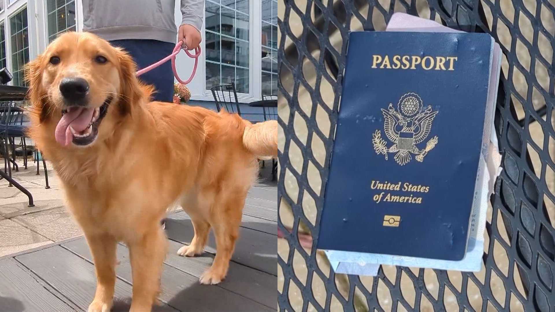 Dog eats owner's passport, putting Mass. couple's Italy wedding in jeopardy