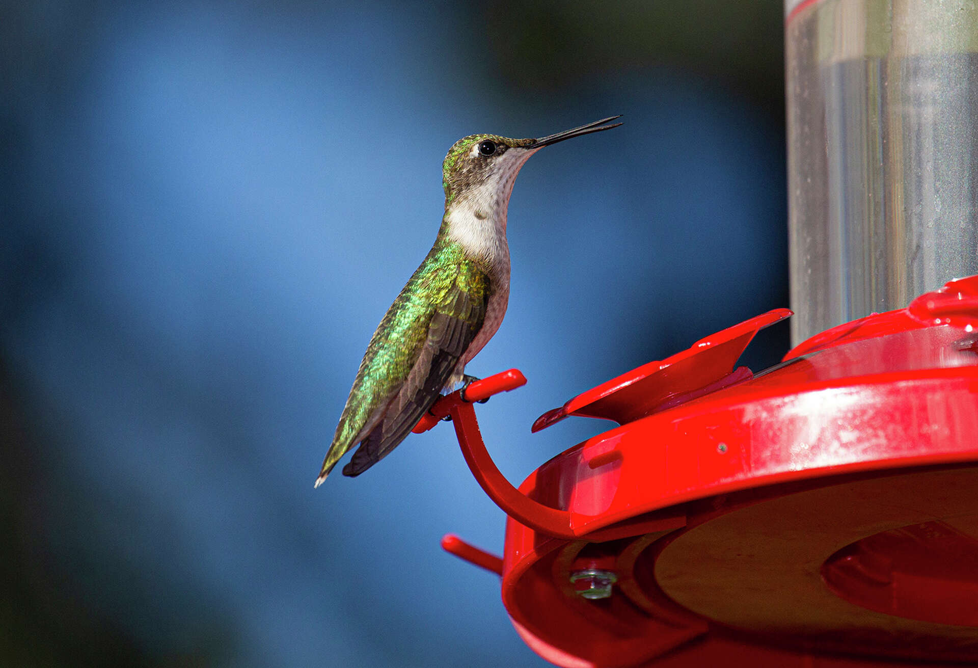 Time to fill the hummingbird feeder for the fall hummer migration