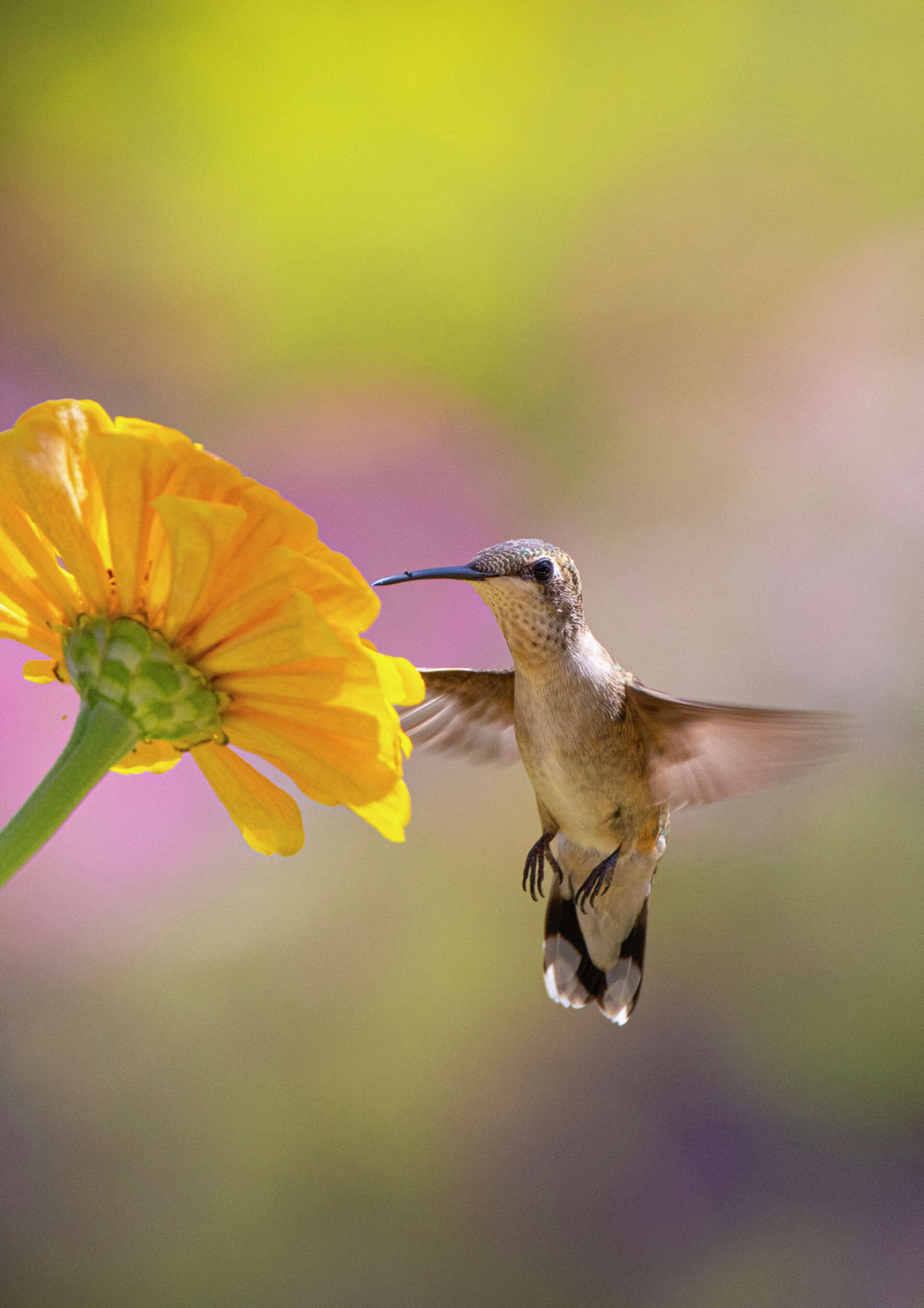 Time to fill the hummingbird feeder for the fall hummer migration