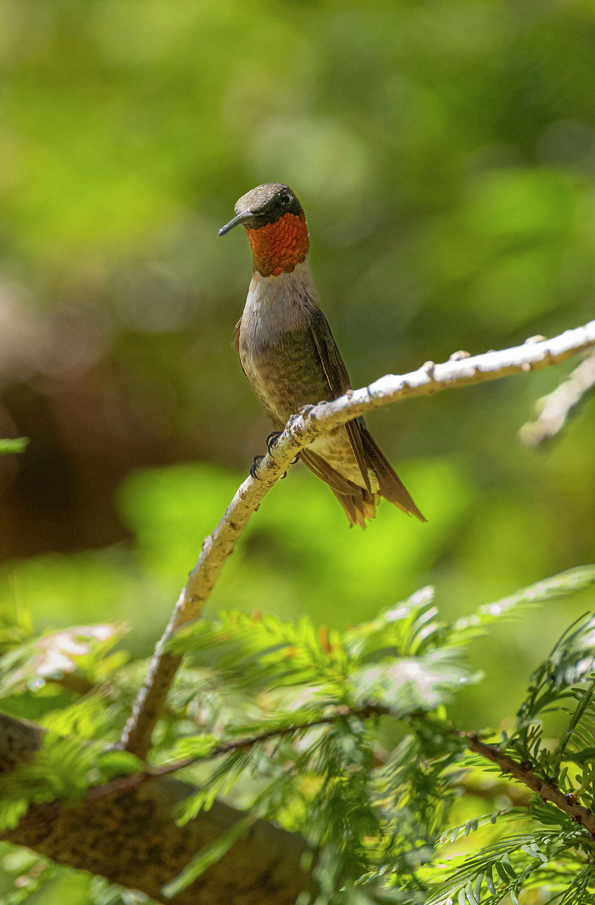 Time to fill the hummingbird feeder for the fall hummer migration
